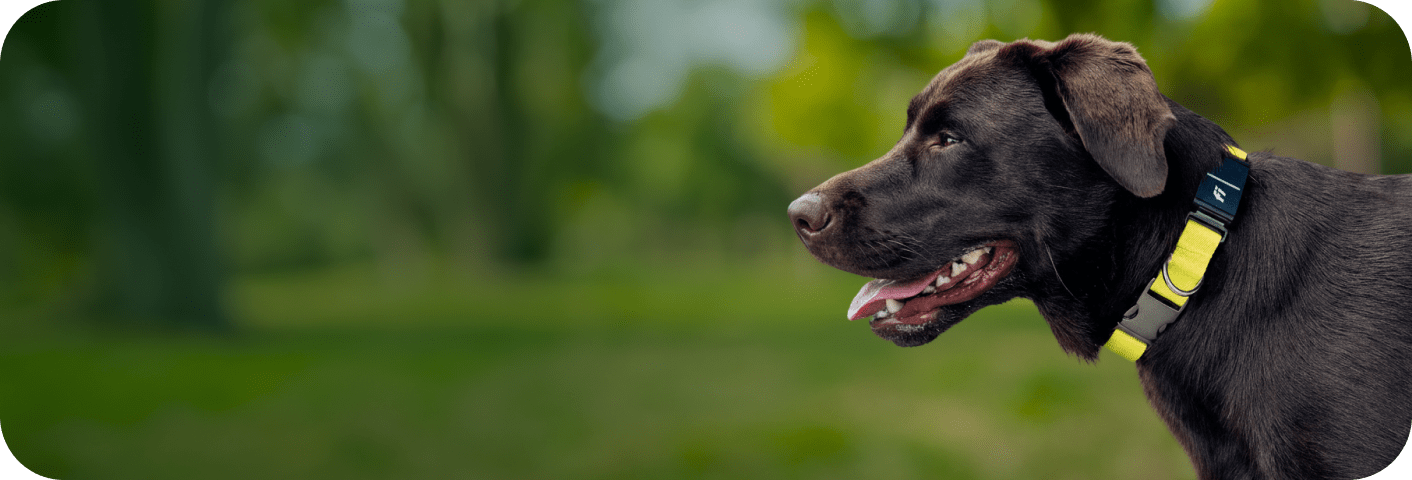 The Store | Fi Smart Dog Collar
